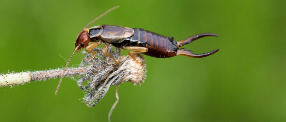 Earwig Control - DA Pest Control